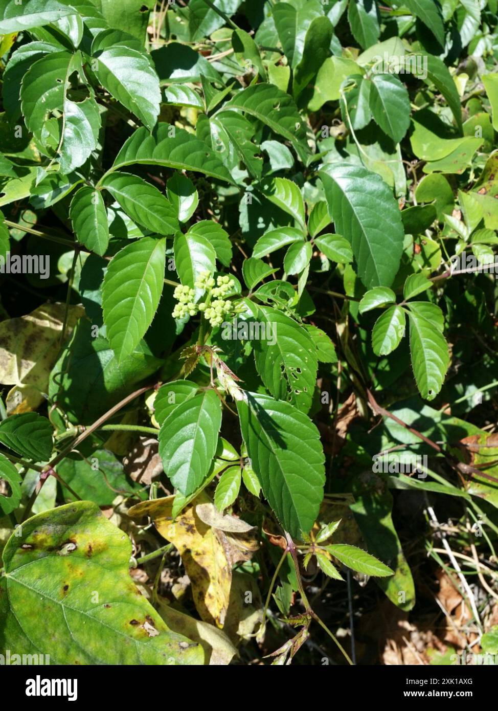 Bushkiller (Causonis japonica) Plantae Stock Photo - Alamy