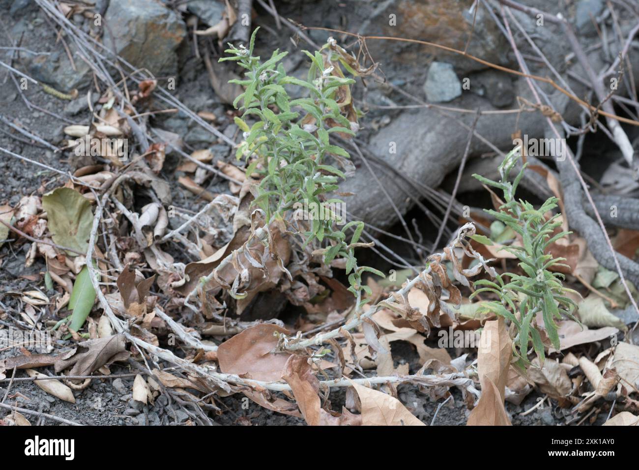 two-color rabbit tobacco (Pseudognaphalium biolettii) Plantae Stock ...