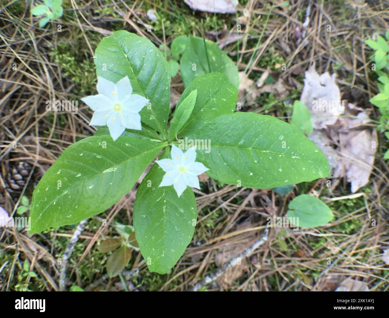 northern starflower (Lysimachia borealis) Plantae Stock Photo - Alamy