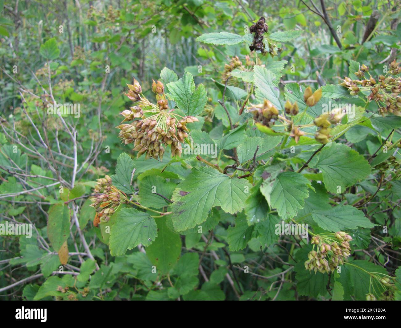 common ninebark (Physocarpus opulifolius) Plantae Stock Photo - Alamy