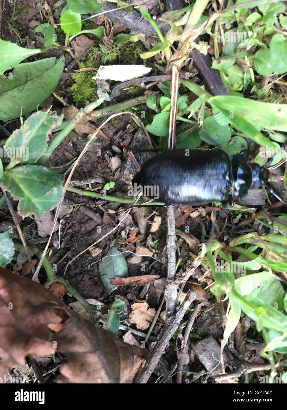 Broad-necked Root Borer (Prionus laticollis) Insecta Stock Photo - Alamy