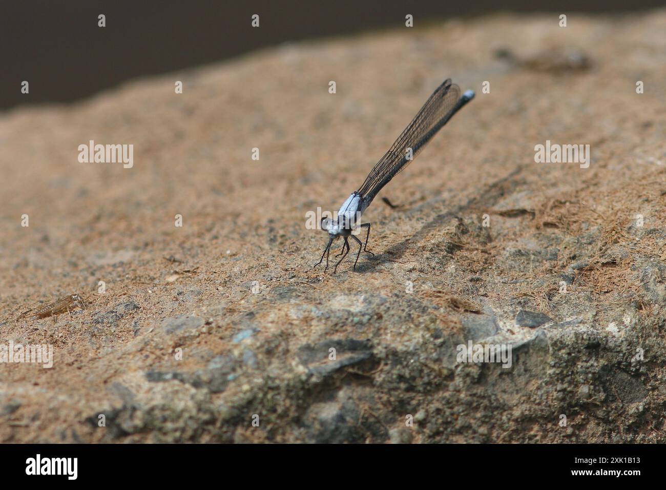 Powdered Dancer (Argia moesta) Insecta Stock Photo - Alamy