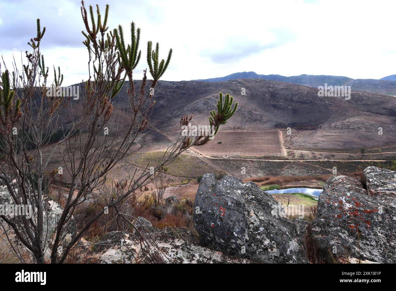 Goldensceptre Capegorse (Aspalathus sceptrum-aureum) Plantae Stock ...