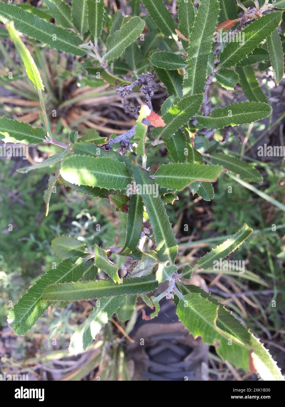 california rosewood (Vauquelinia californica californica) Plantae Stock ...