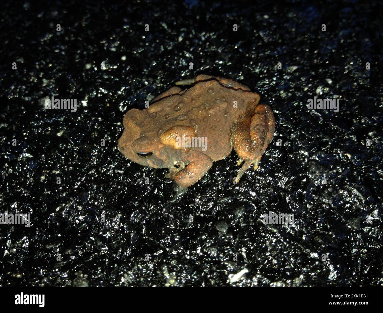 American Toad (Anaxyrus americanus) Amphibia Stock Photo - Alamy