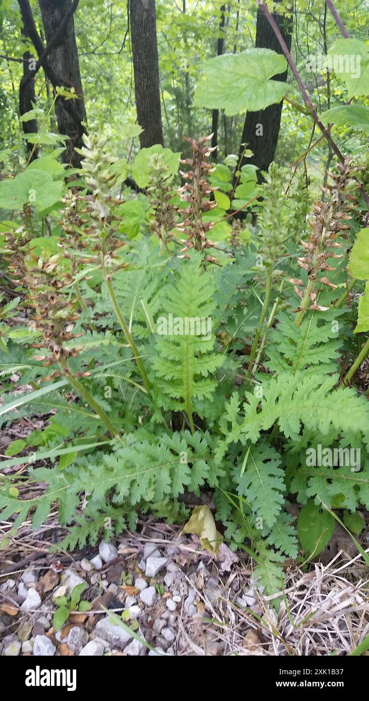 Canadian lousewort (Pedicularis canadensis) Plantae Stock Photo - Alamy