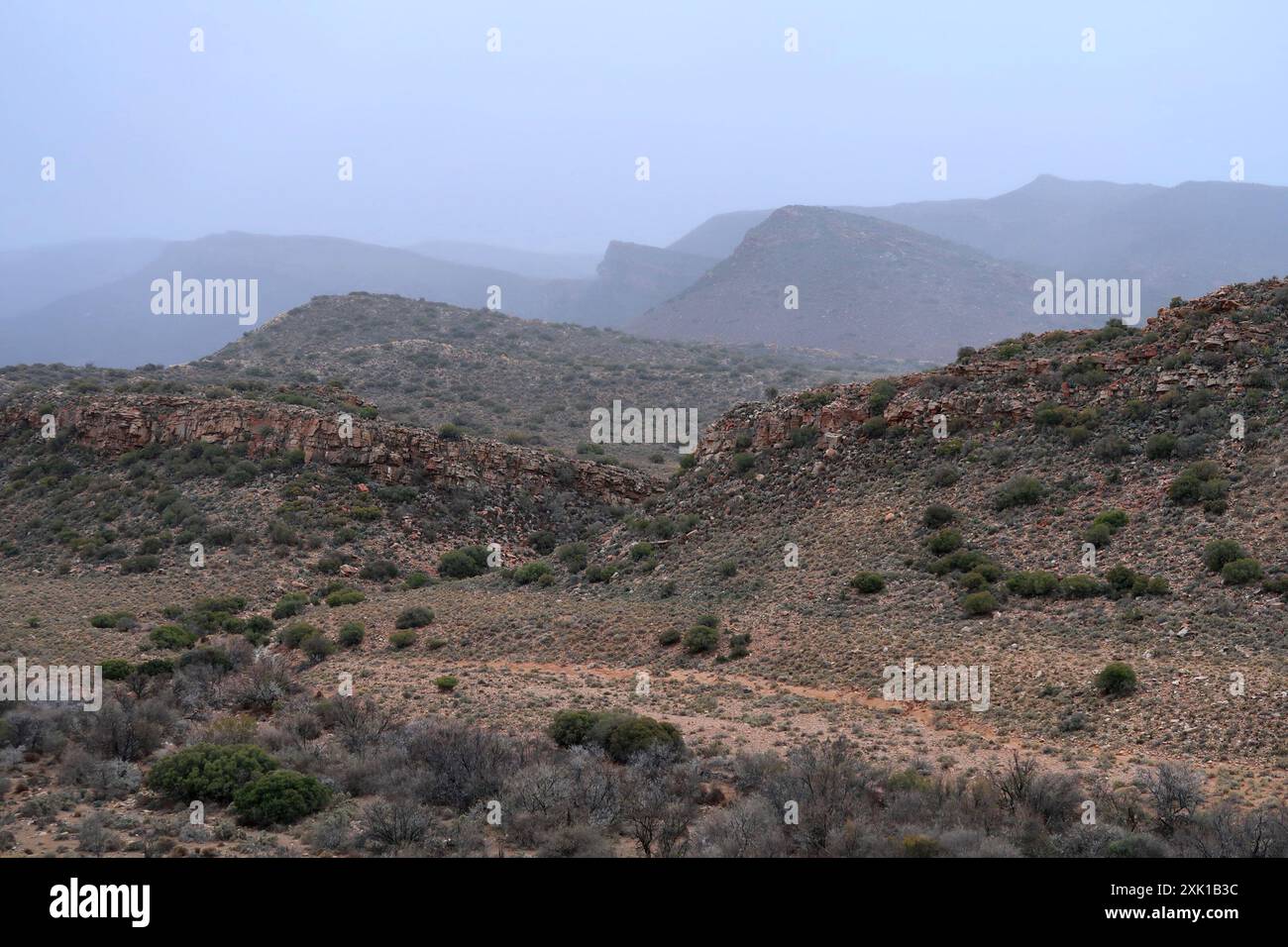 Gwarrie (Euclea undulata) Plantae Stock Photo - Alamy