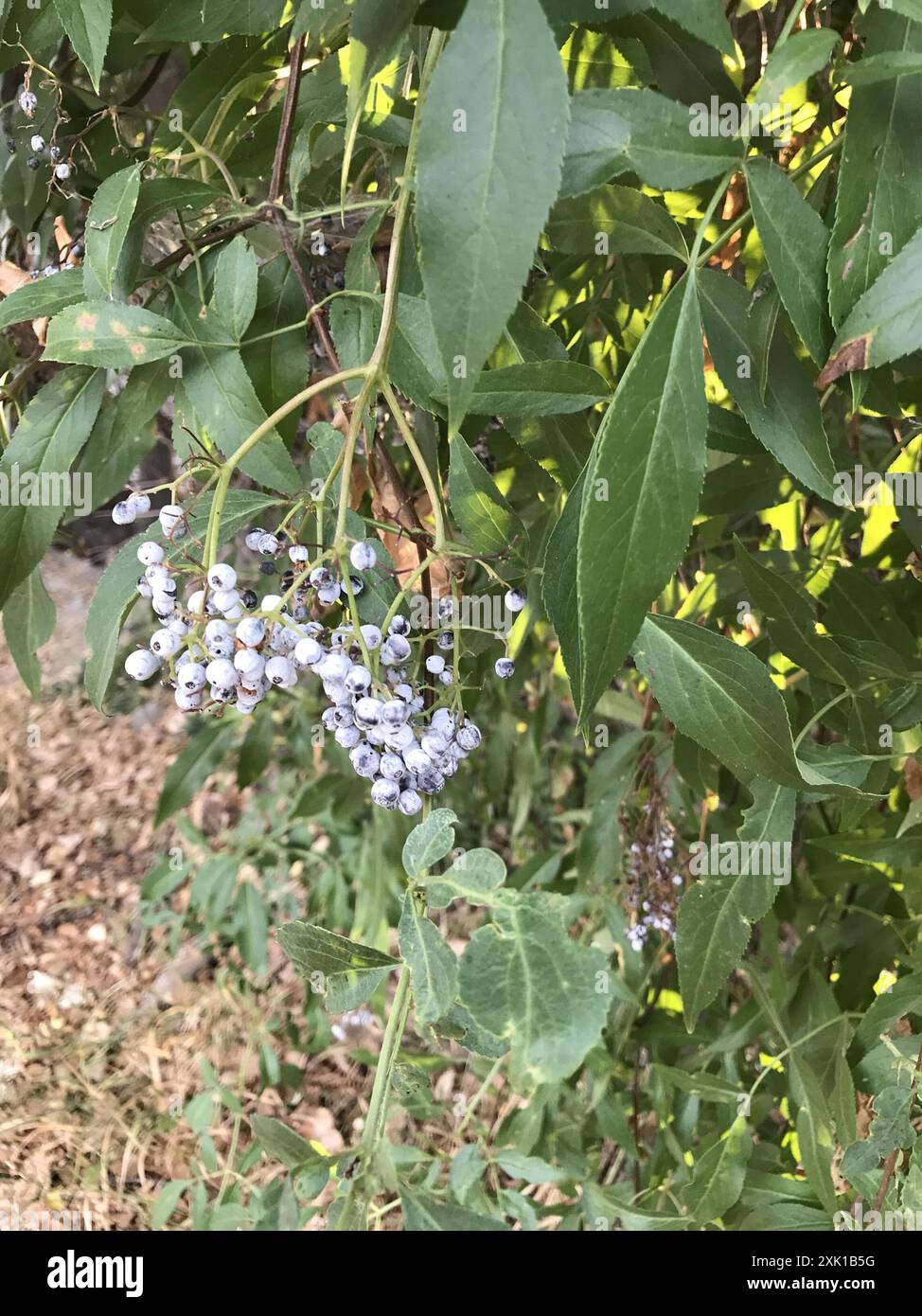 blue elder (Sambucus cerulea) Plantae Stock Photo - Alamy