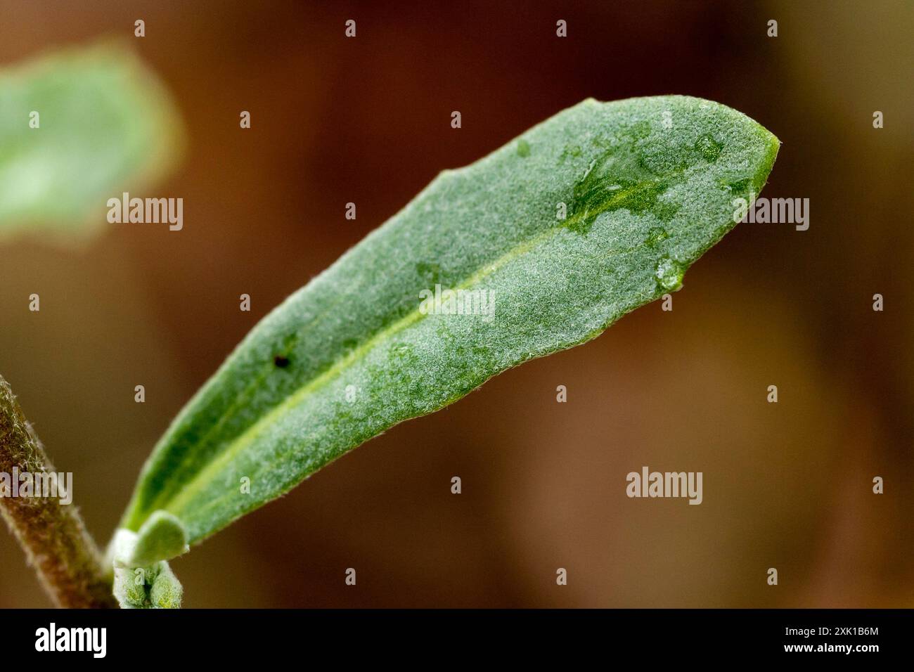 Golden Bladderpod (Physaria aurea) Plantae Stock Photo - Alamy