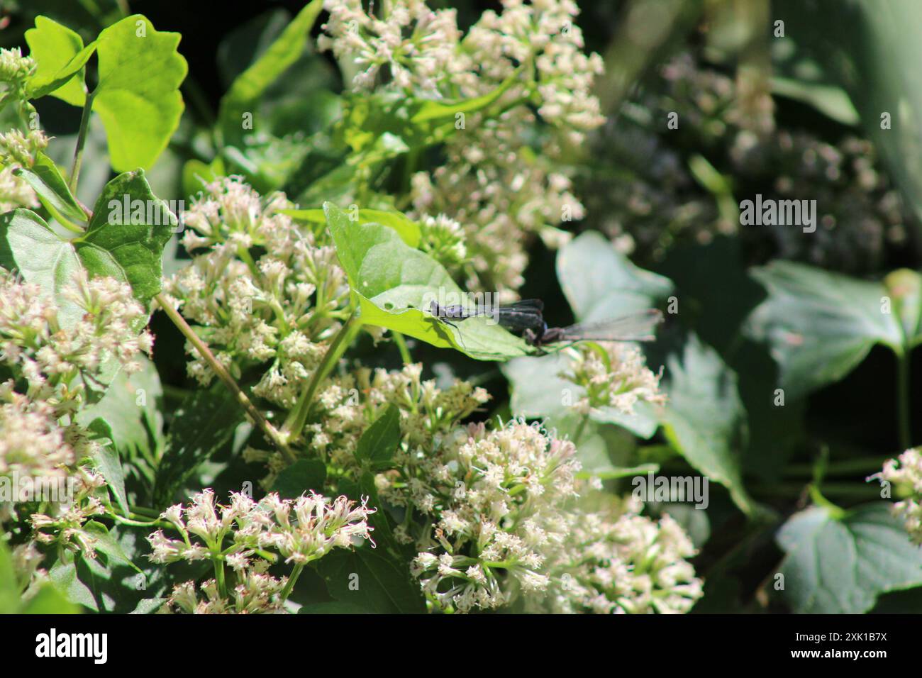 Variable Dancer (Argia fumipennis) Insecta Stock Photo - Alamy