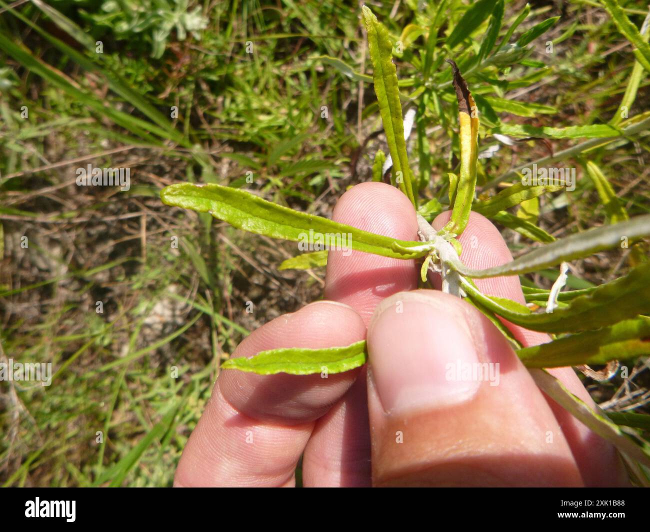 sweet everlasting (Pseudognaphalium obtusifolium) Plantae Stock Photo ...