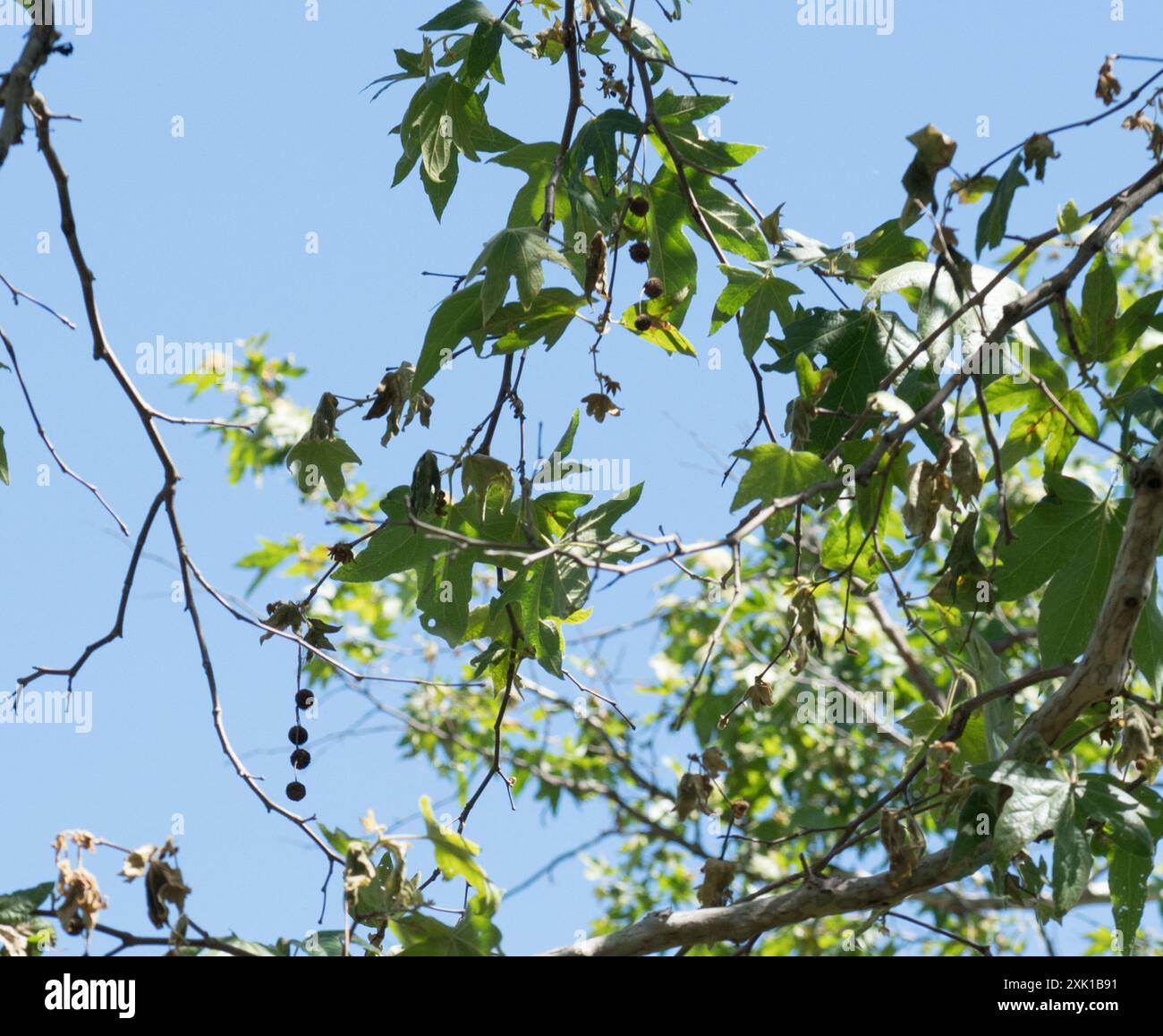 western sycamore (Platanus racemosa) Plantae Stock Photo - Alamy