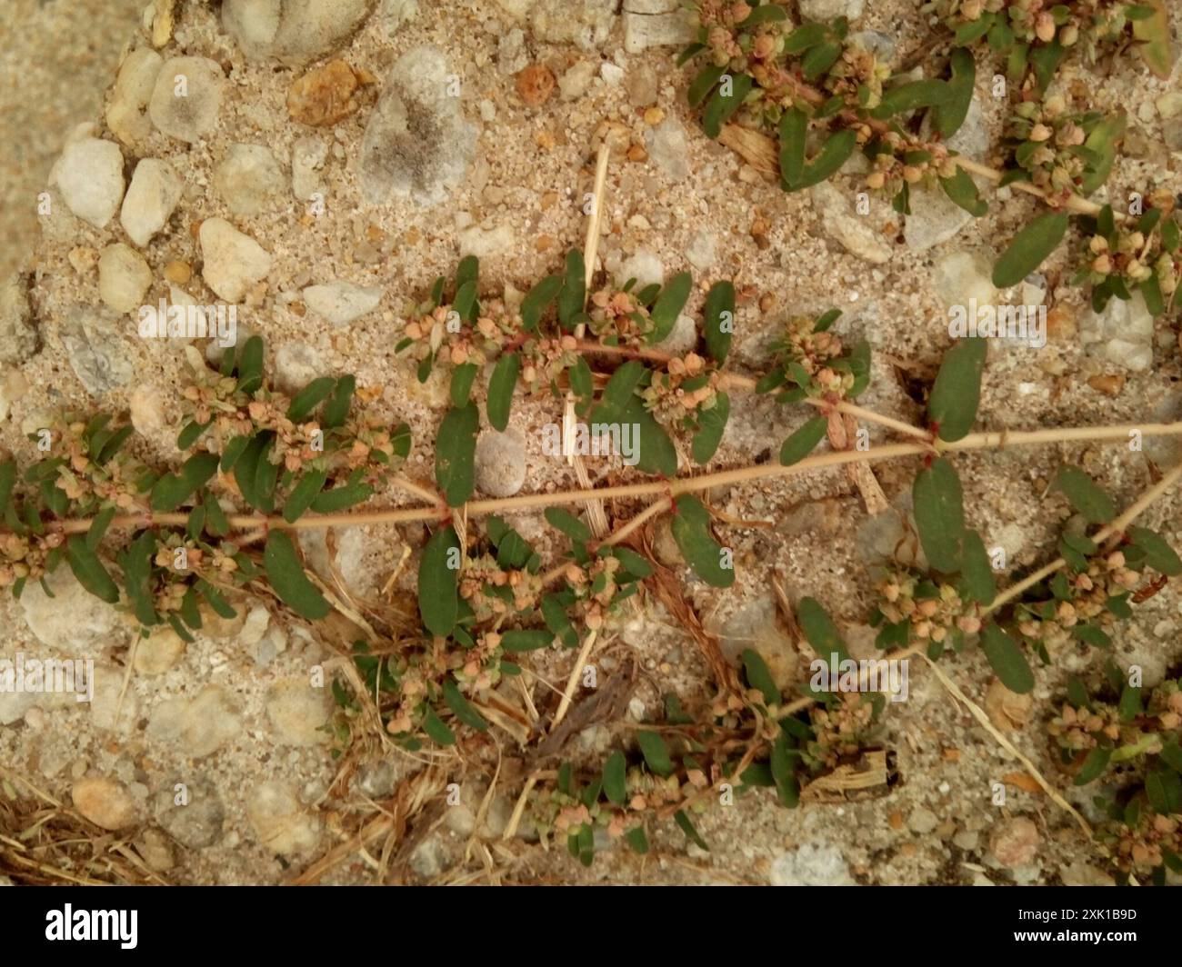 Spotted spurge (Euphorbia maculata) Plantae Stock Photo - Alamy