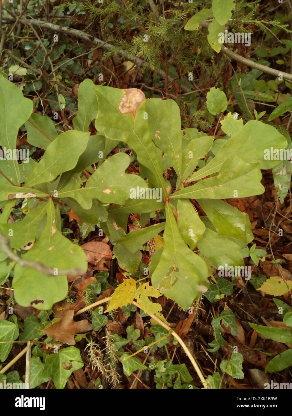 water oak (Quercus nigra) Plantae Stock Photo - Alamy