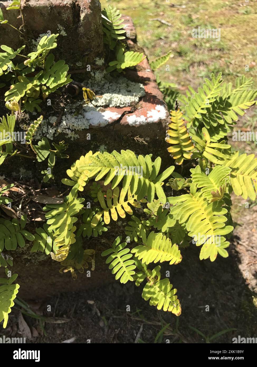 resurrection fern (Pleopeltis michauxiana) Plantae Stock Photo - Alamy