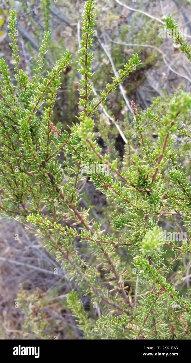 chamise (Adenostoma fasciculatum) Plantae Stock Photo - Alamy