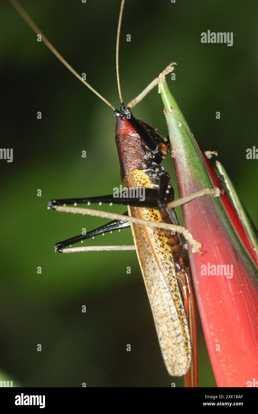 Macroxiphus sumatranus hi-res stock photography and images - Alamy