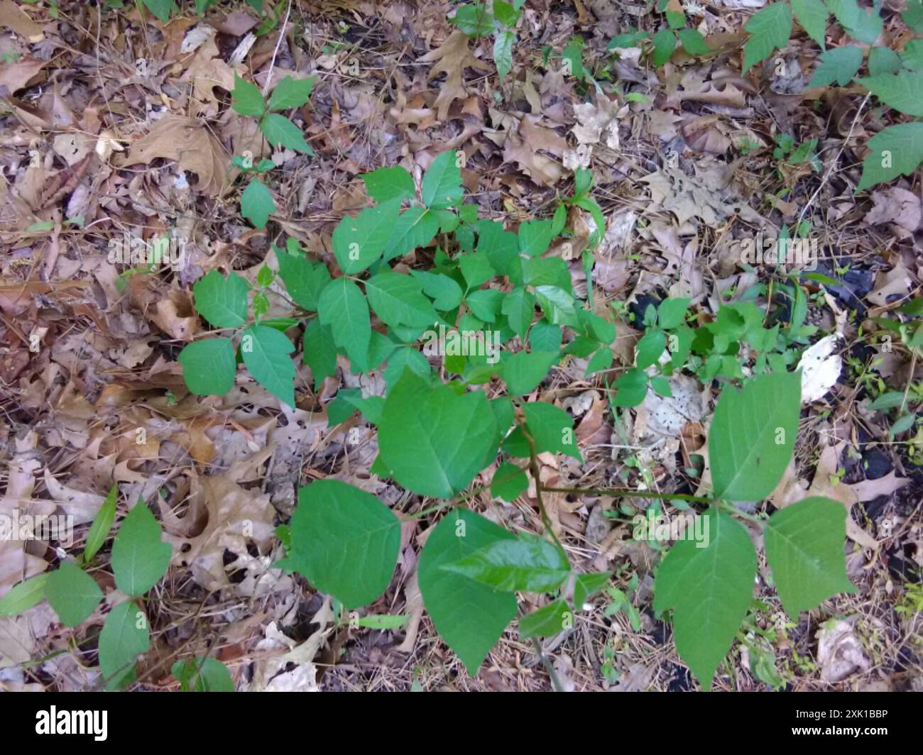 eastern poison ivy (Toxicodendron radicans) Plantae Stock Photo - Alamy