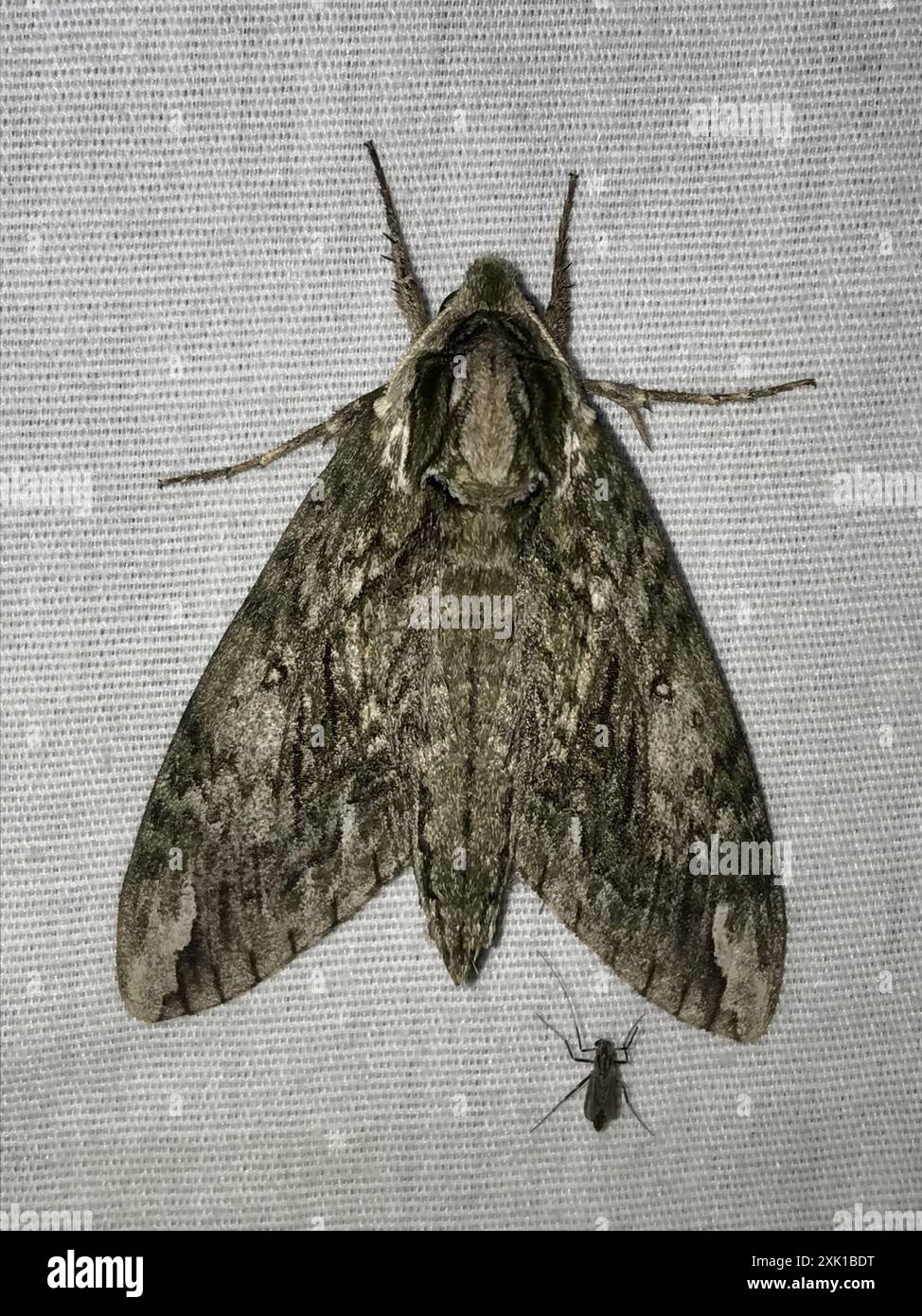 Hagen's Sphinx (Ceratomia hageni) Insecta Stock Photo - Alamy