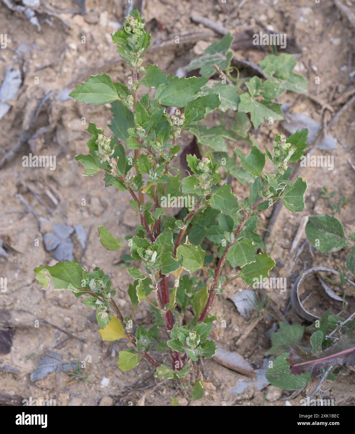 nettle-leaved goosefoot (Chenopodiastrum murale) Plantae Stock Photo ...