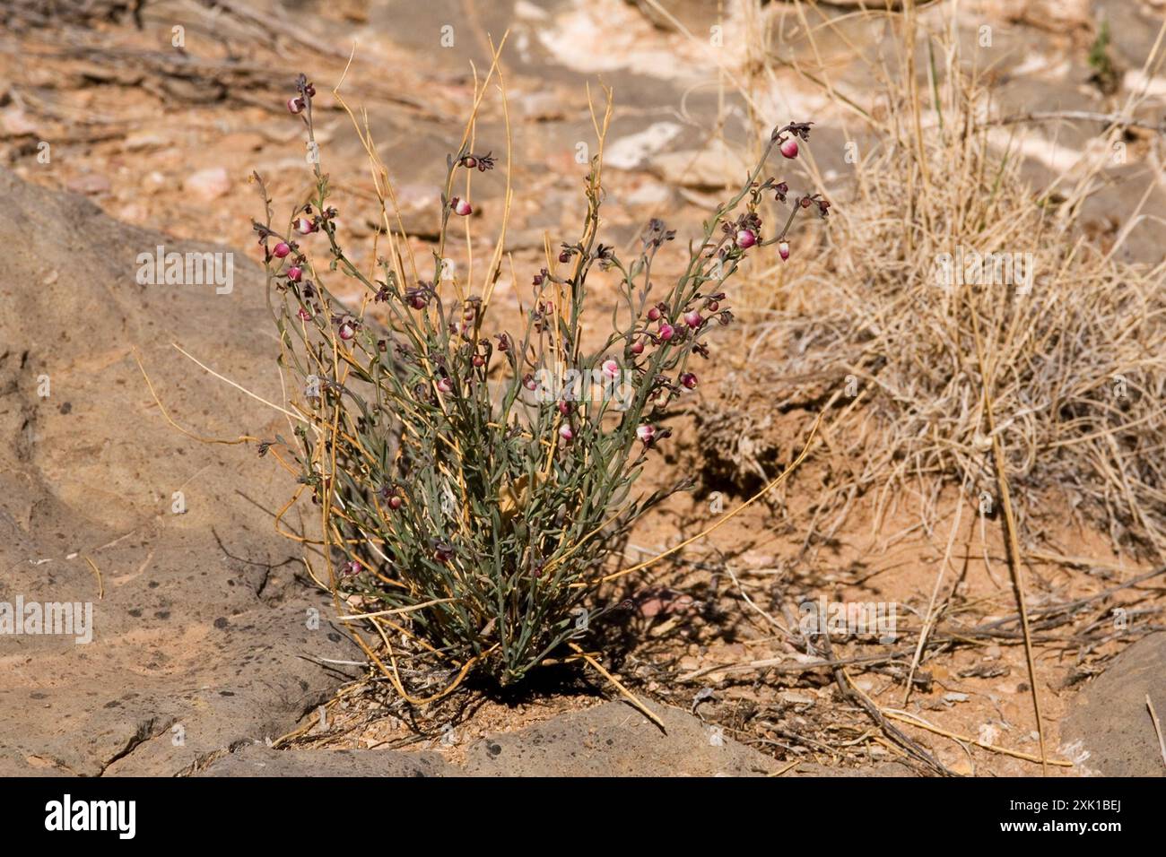 Dutchman's britches (Thamnosma texana) Plantae Stock Photo - Alamy