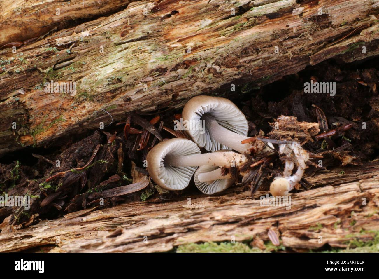 clustered bonnet (Mycena inclinata) Fungi Stock Photo - Alamy