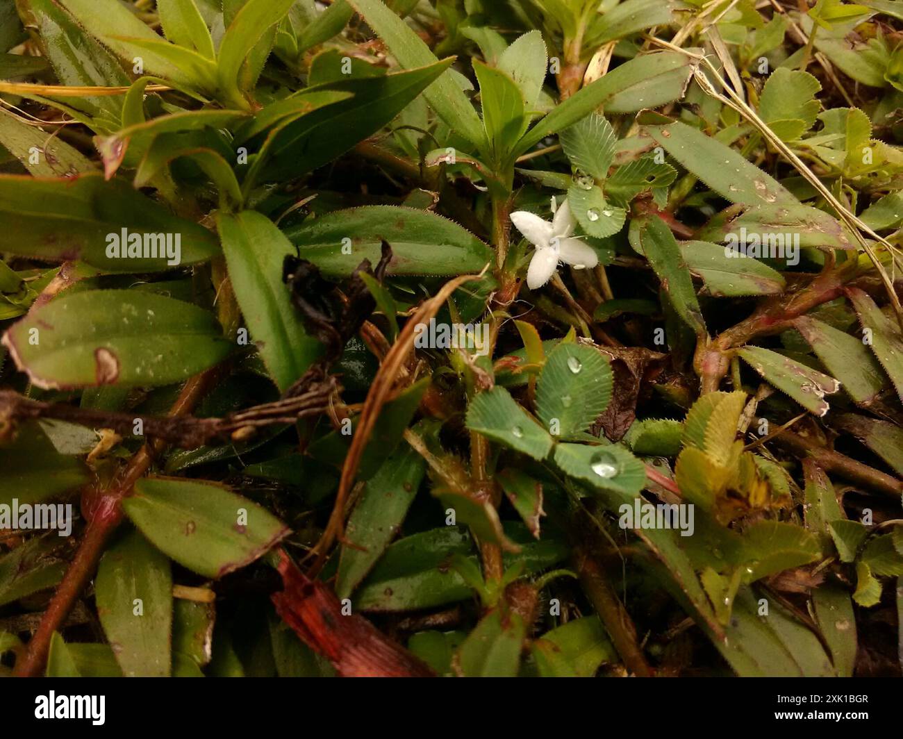 buttonweed (Diodia virginiana) Plantae Stock Photo - Alamy