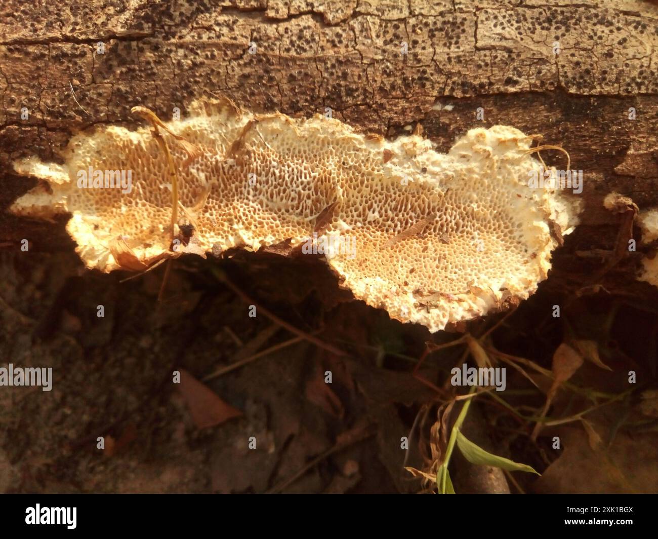 shelf fungi (Polyporales) Fungi Stock Photo - Alamy
