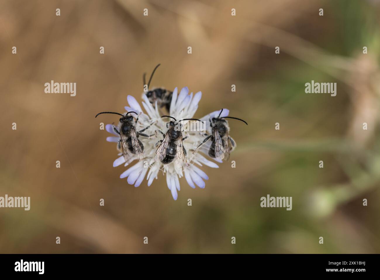 Long-horned Bees (Eucera sp.) on a flower head at Dalyan, SW Turkey ...