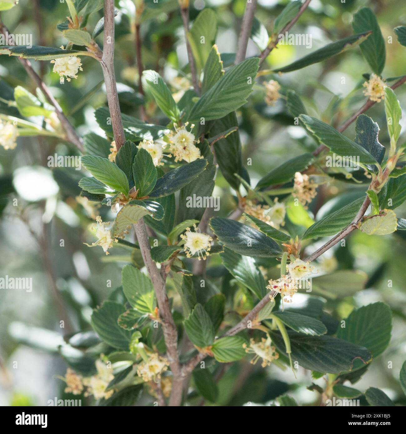 Birchleaf Mountain Mahogany (Cercocarpus betuloides) Plantae Stock ...
