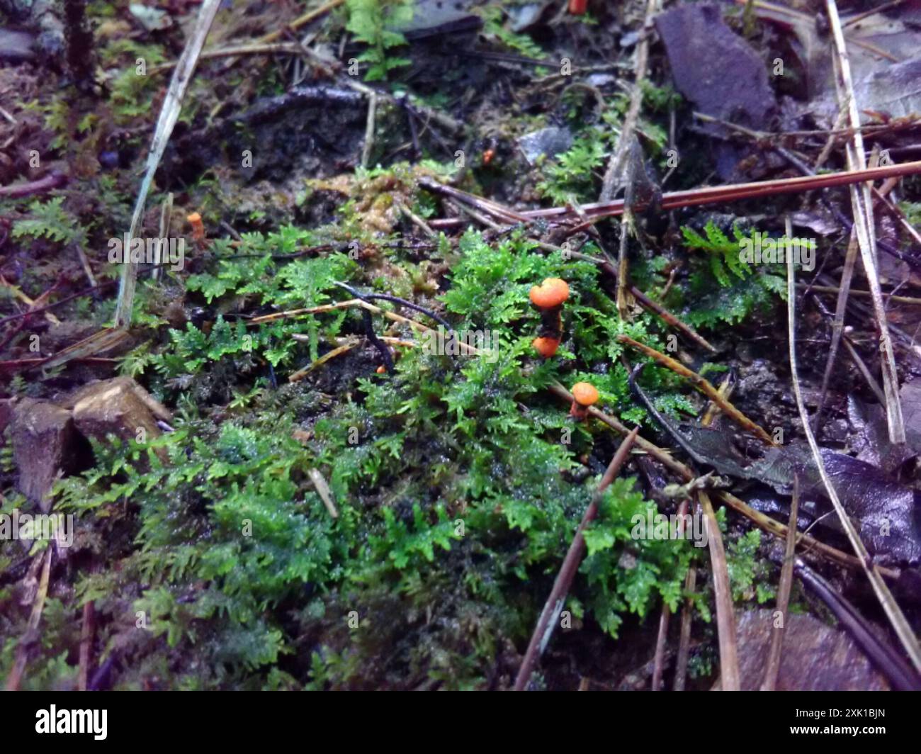 delicate fern moss (Thuidium delicatulum) Plantae Stock Photo - Alamy