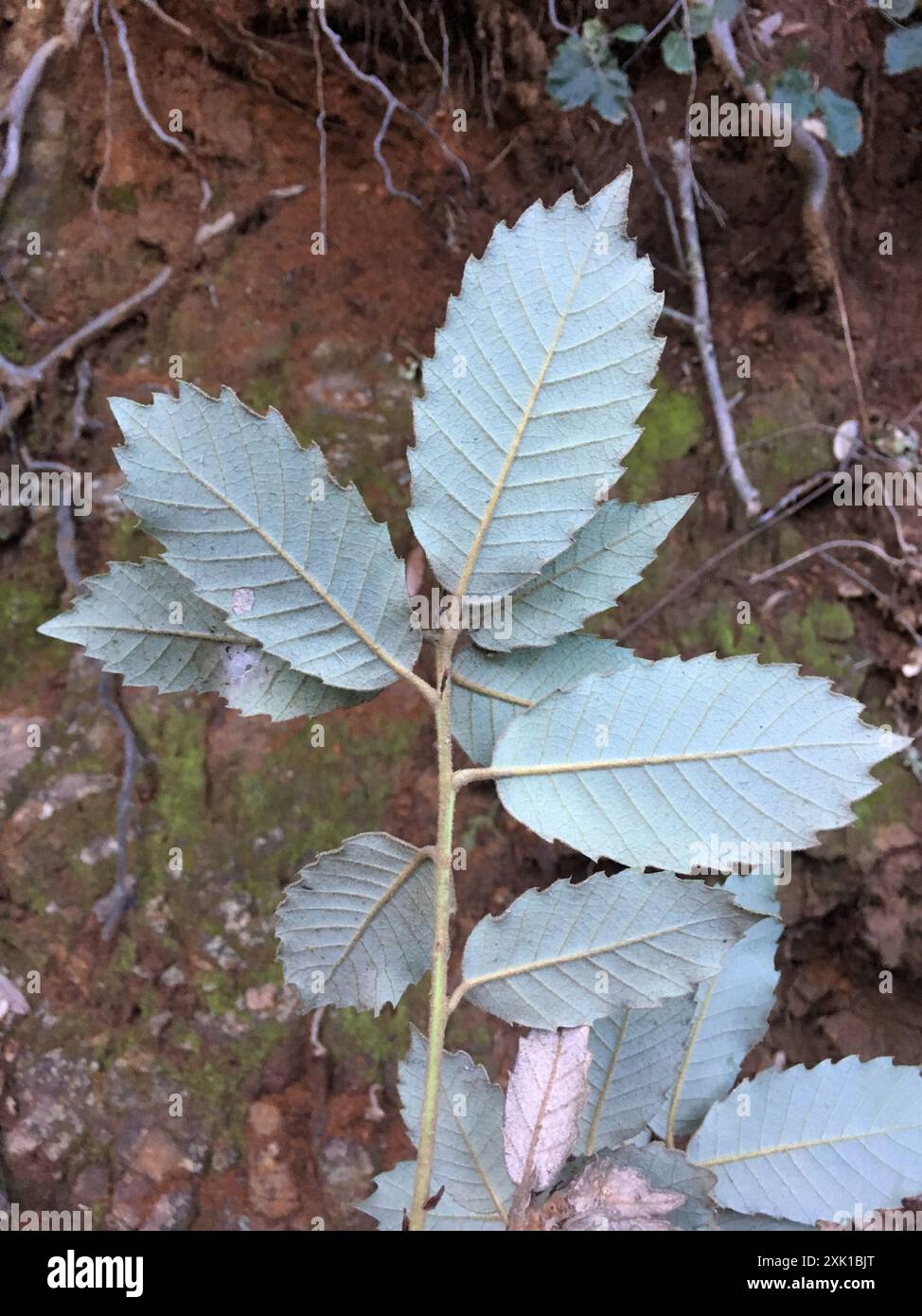 Tanoak (Notholithocarpus densiflorus) Plantae Stock Photo - Alamy