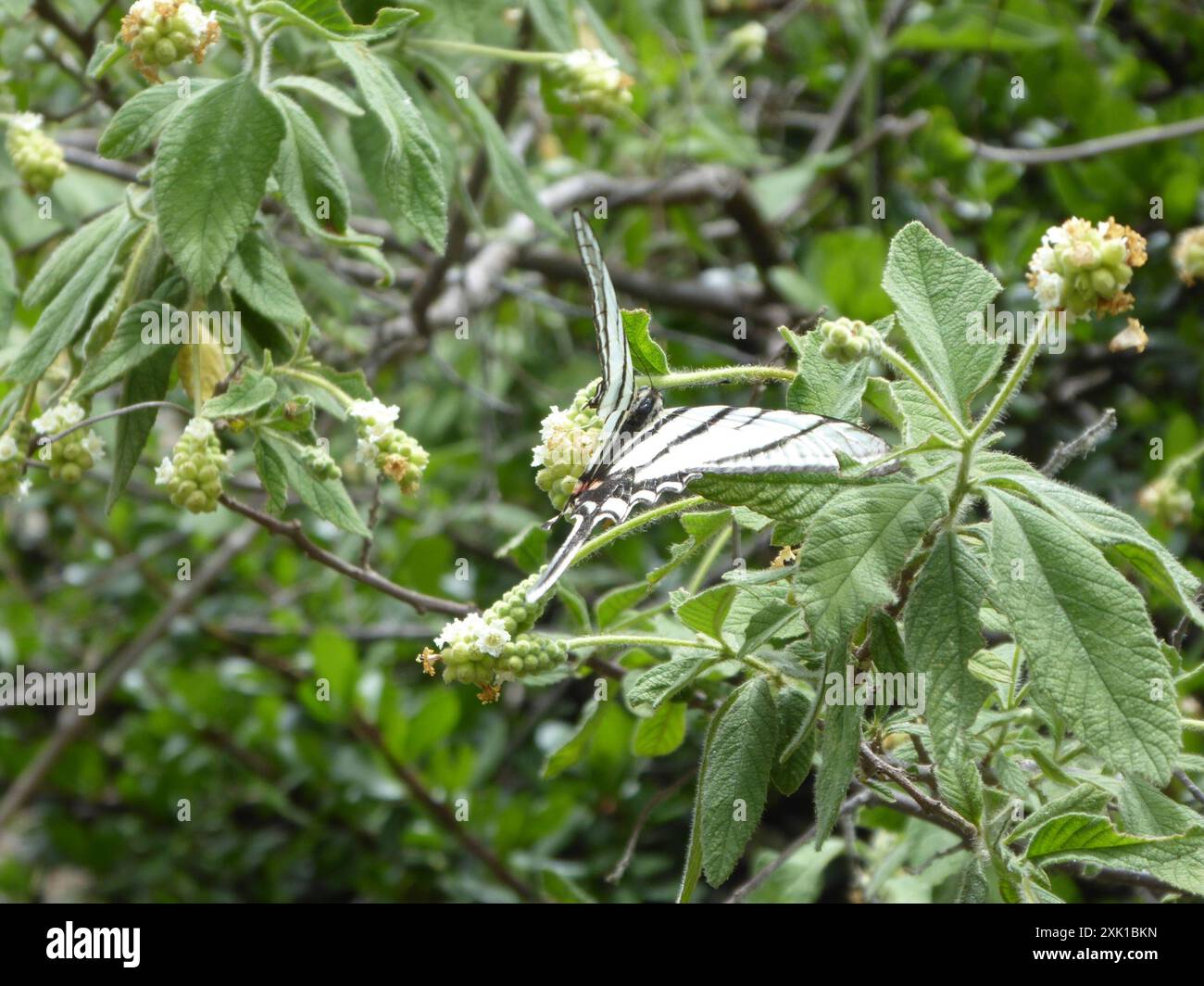 Protographium epidaus hi-res stock photography and images - Alamy