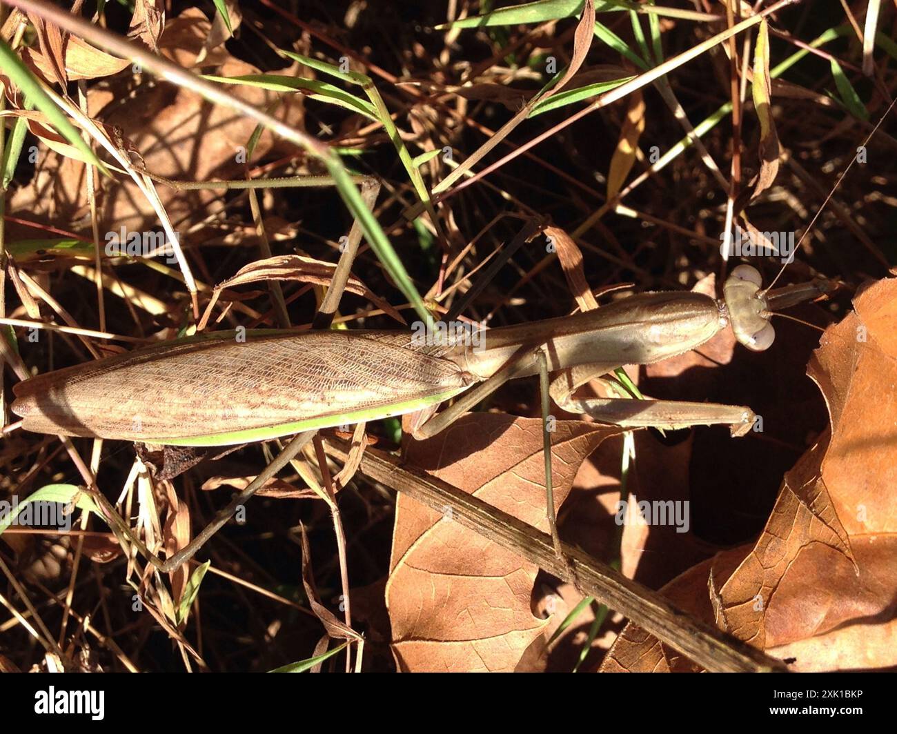 Chinese Mantis (Tenodera sinensis) Insecta Stock Photo - Alamy