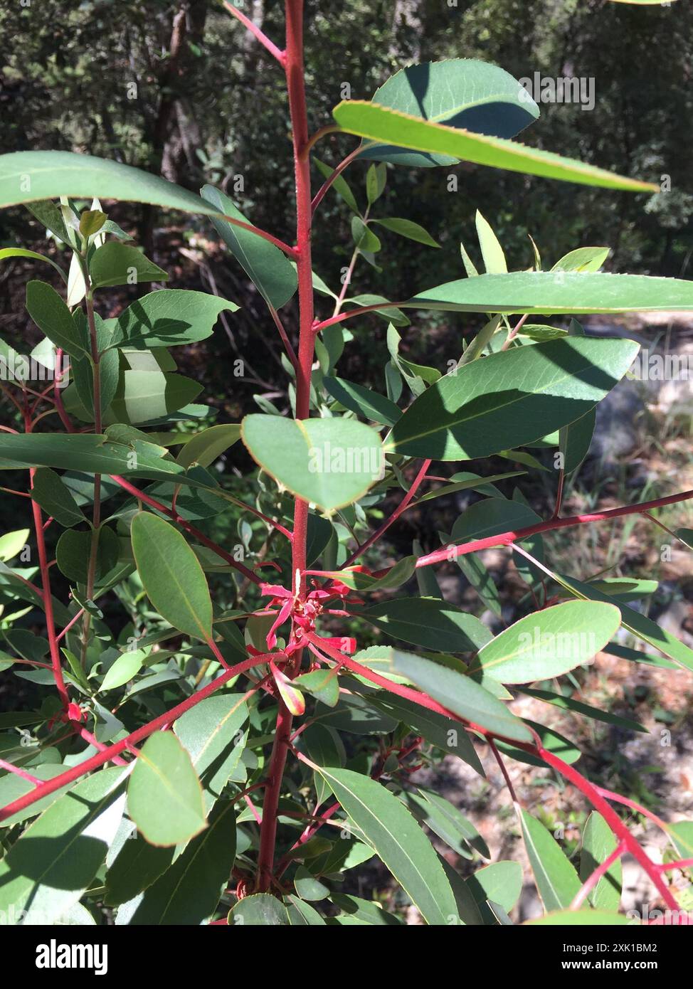 Arizona madrone (Arbutus arizonica) Plantae Stock Photo - Alamy