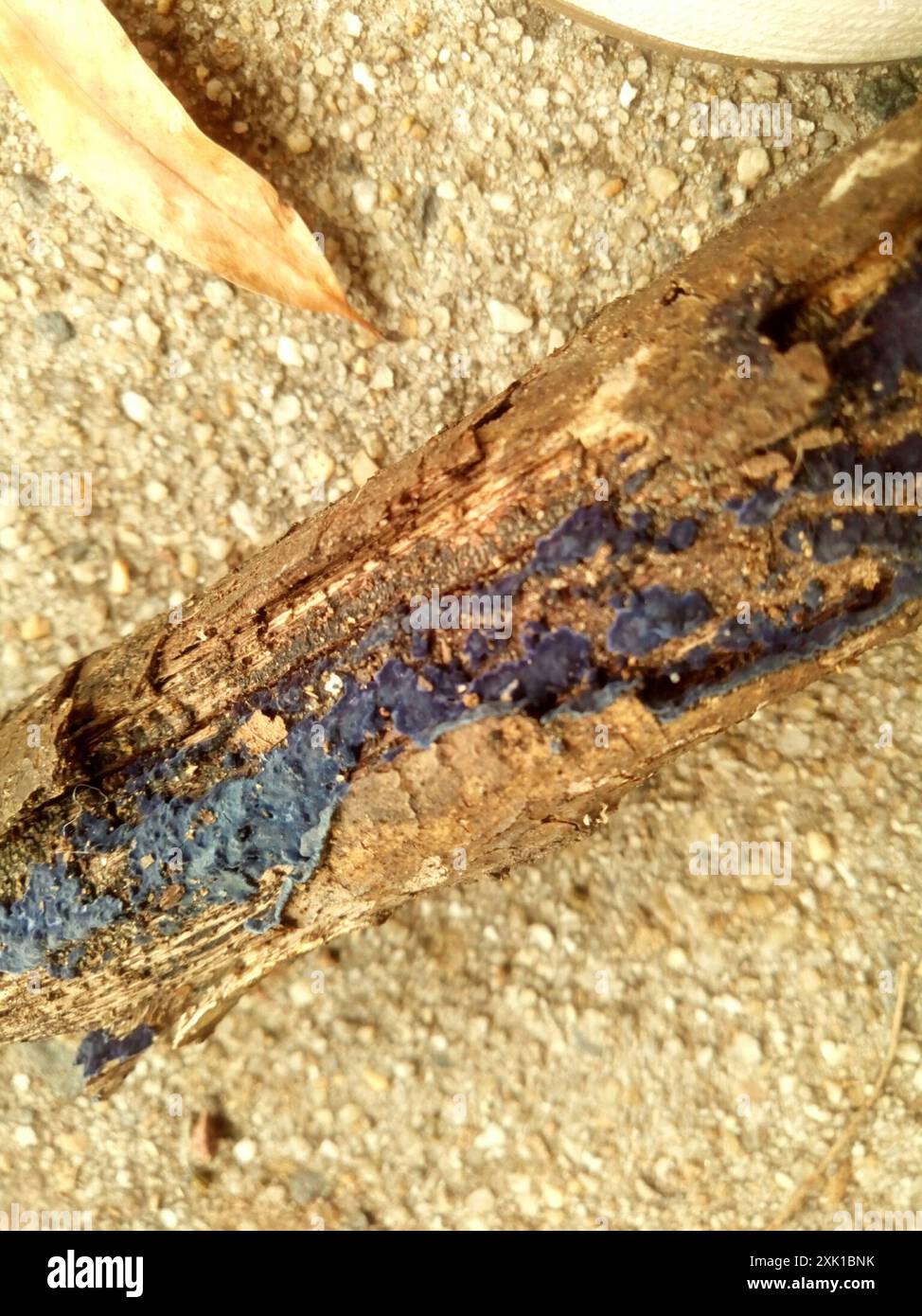 Cobalt Crust (Terana coerulea) Fungi Stock Photo - Alamy