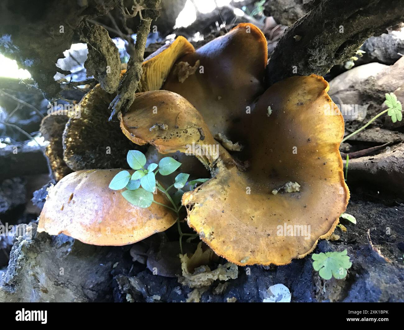 western jack-o'-lantern (Omphalotus olivascens) Fungi Stock Photo - Alamy