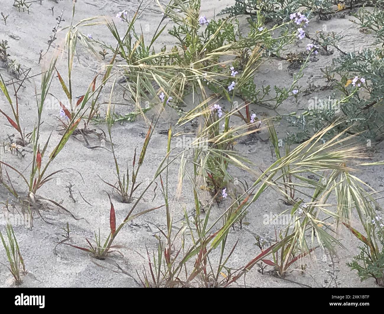 grasses, sedges, cattails, and allies (Poales) Plantae Stock Photo - Alamy