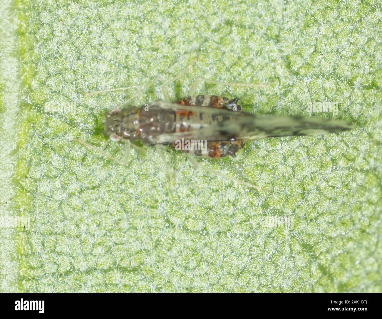 Eastern dusky-winged oak aphid (Neomyzocallis discolor) Insecta Stock ...