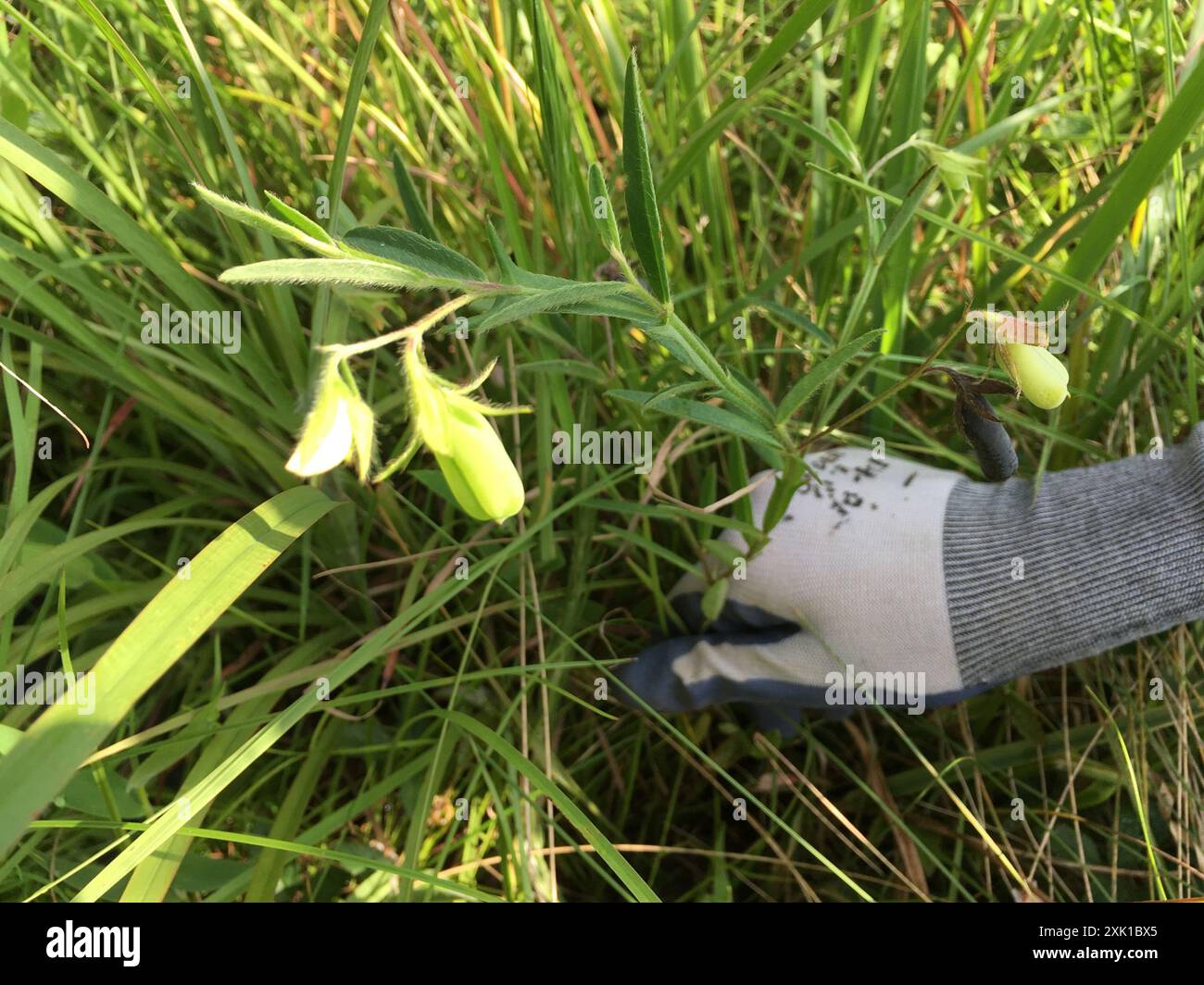 arrowhead rattlebox (Crotalaria sagittalis) Plantae Stock Photo - Alamy