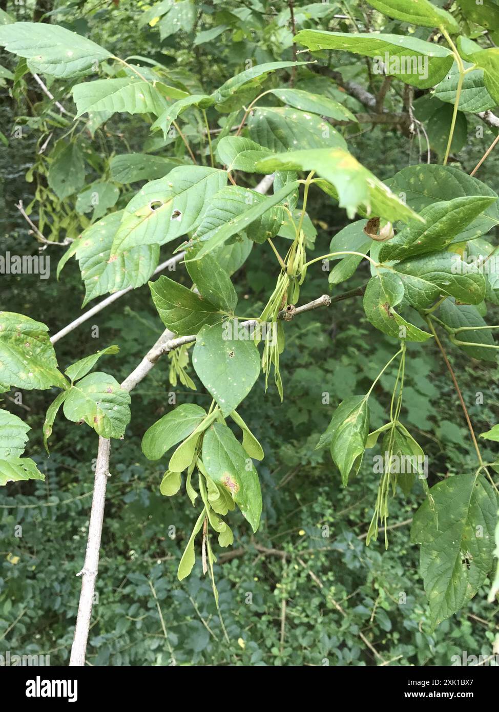 Eastern Box Elder (Acer negundo negundo) Plantae Stock Photo - Alamy