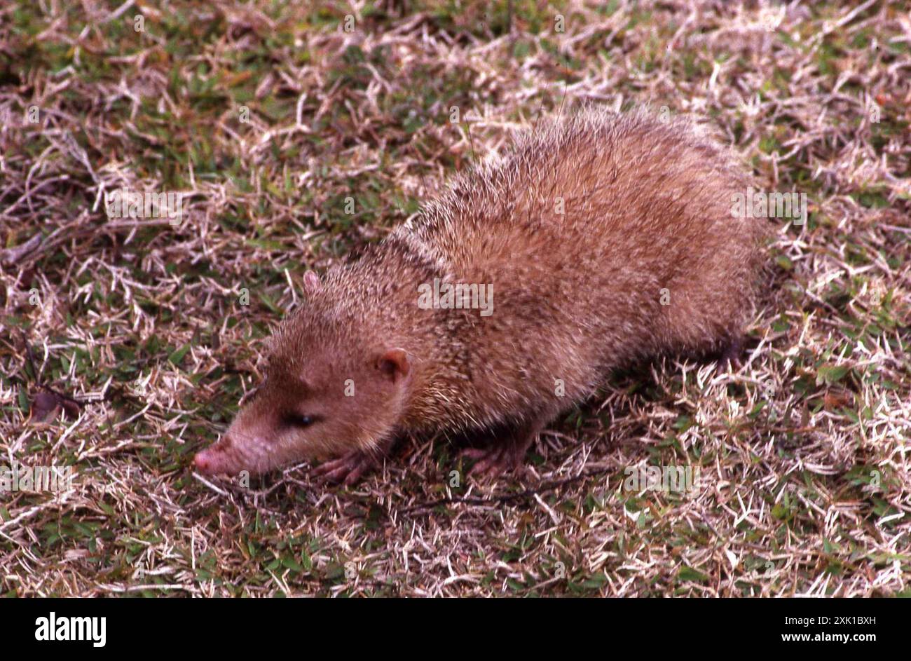Tenrec tenrec ecaudatus hi-res stock photography and images - Alamy