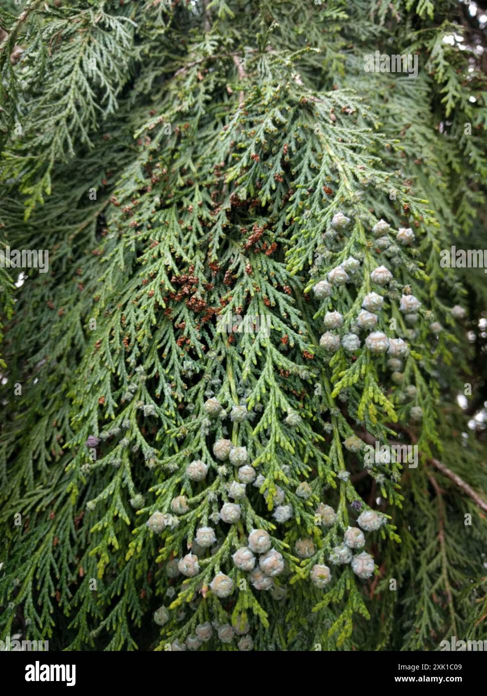 Alaska yellow cedar (Callitropsis nootkatensis) Plantae Stock Photo - Alamy