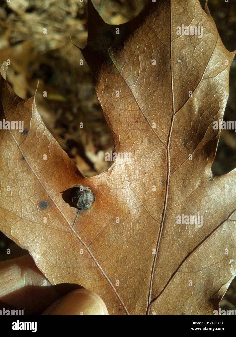 Oak Leaf Gall Midge (Polystepha pilulae) Insecta Stock Photo - Alamy