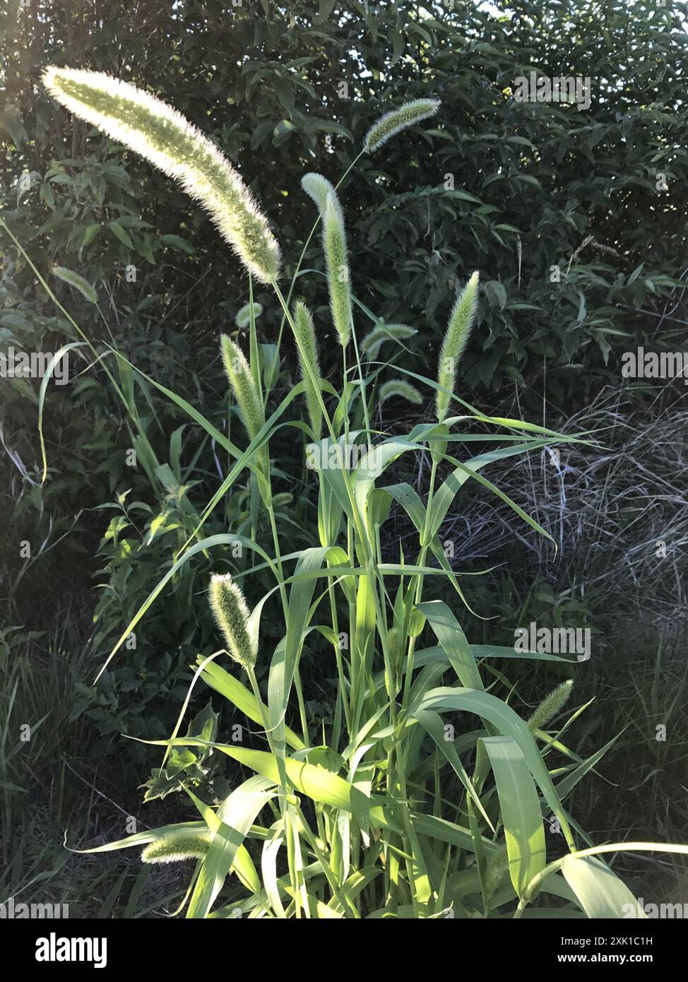 Green Bristle Grass (Setaria viridis) Plantae Stock Photo - Alamy