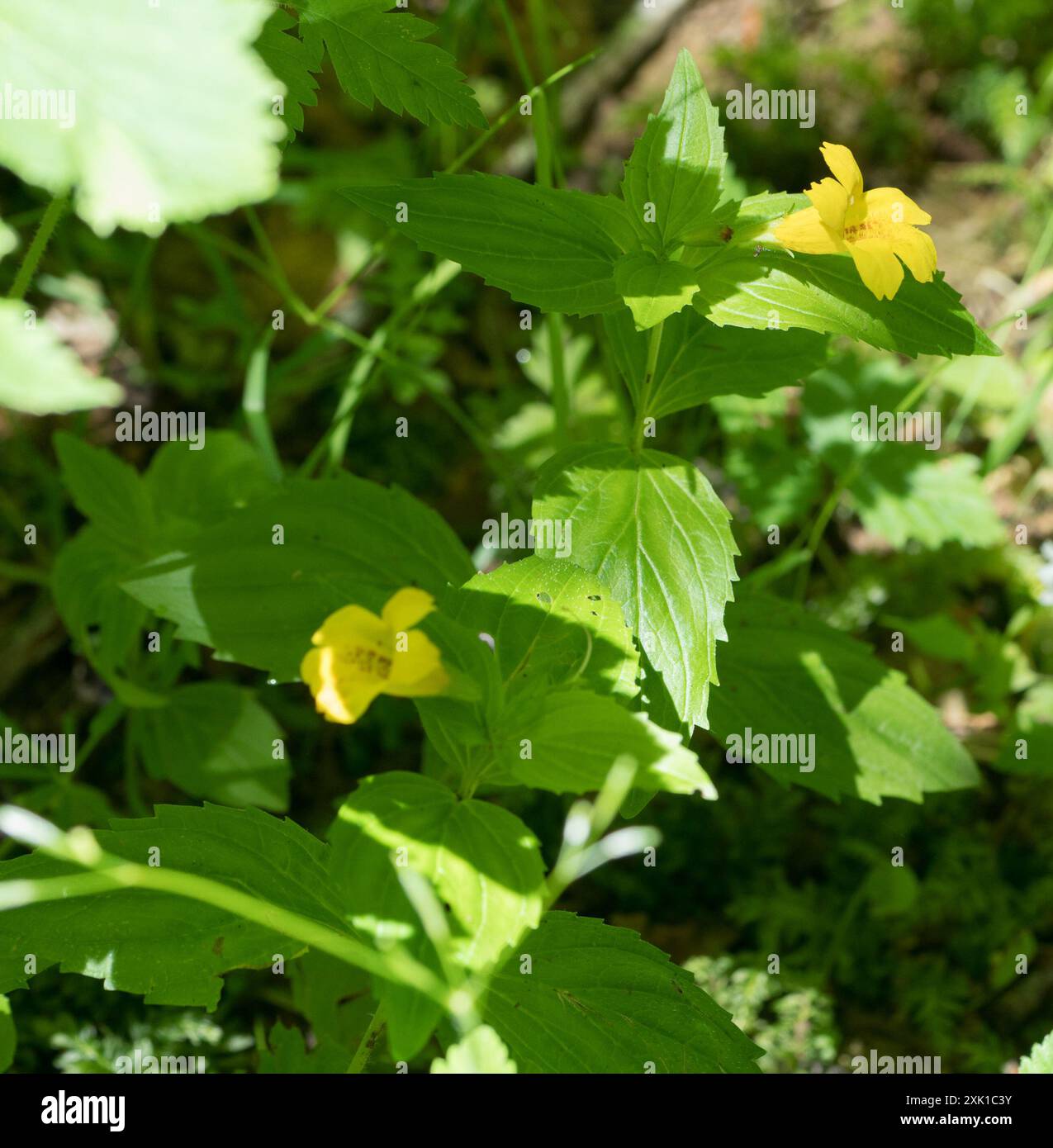 Coastal Monkeyflower (Erythranthe dentata) Plantae Stock Photo - Alamy
