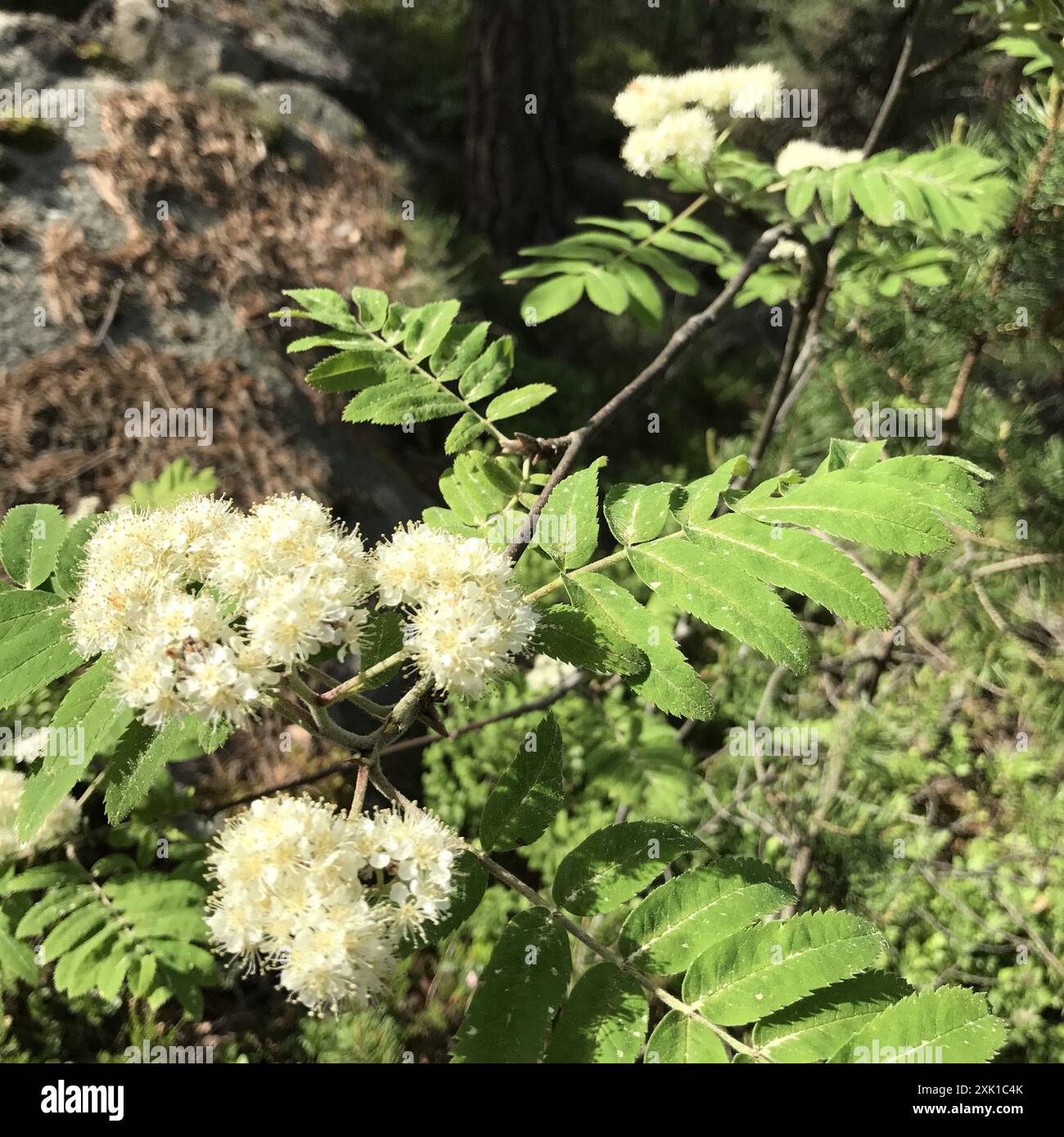 European mountain ash (Sorbus aucuparia) Plantae Stock Photo - Alamy