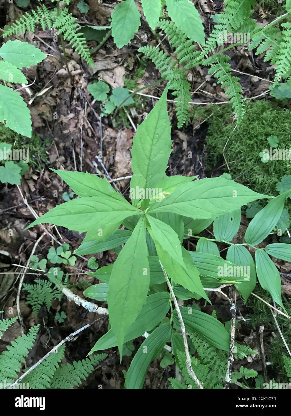 whorled wood aster (Oclemena acuminata) Plantae Stock Photo - Alamy