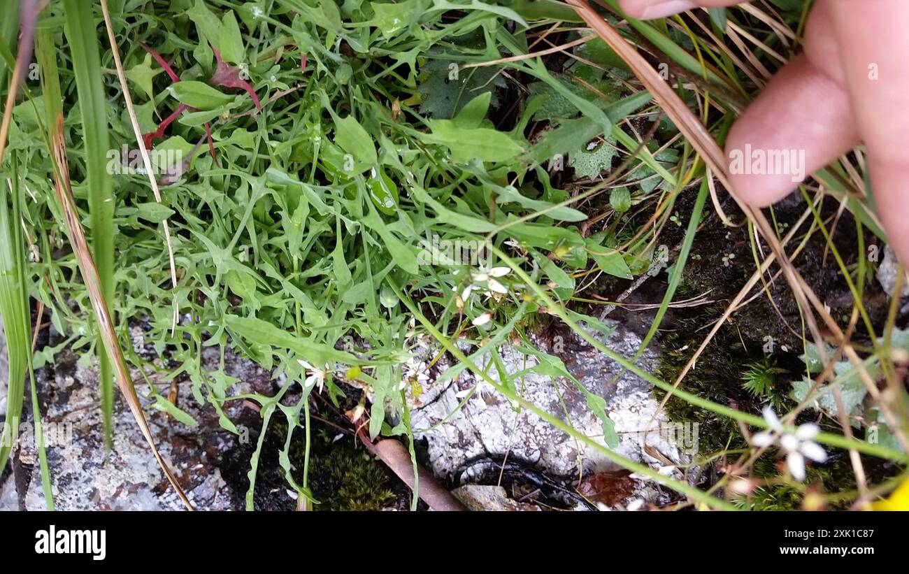 mountain dwarf-dandelion (Krigia montana) Plantae Stock Photo - Alamy