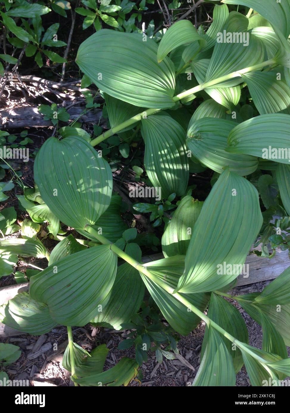 green false hellebore (Veratrum viride) Plantae Stock Photo - Alamy